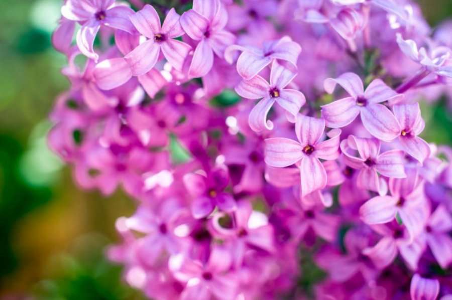 Lulja e jargavanit me shumë veti shëruese - Lajmet e fundit - Zëri