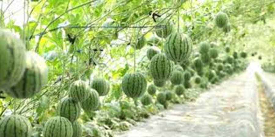Shalqi në 'vreshta', kinezët e kultivojnë si rrush - Lajmet e fundit - Zëri