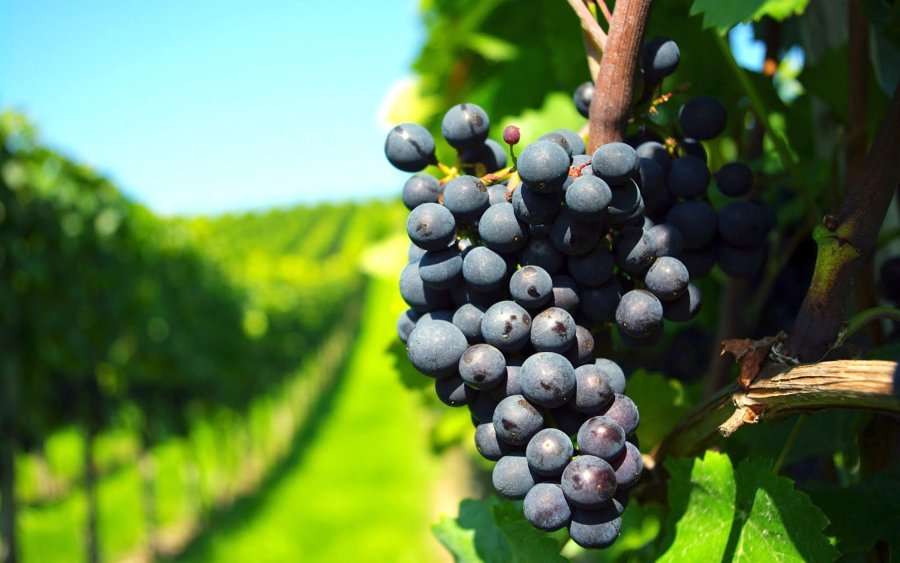 Rrushi ndihmon në pastrimin e veshkave - Lajmet e fundit - Zëri