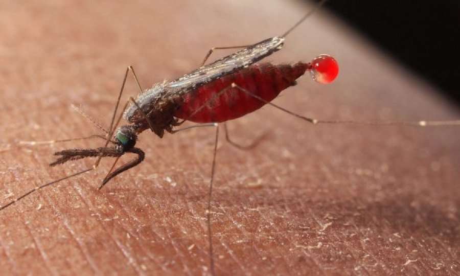 Në cilat raste rrezikoheni nga pickimi i mushkonjave - Lajmet e fundit ...