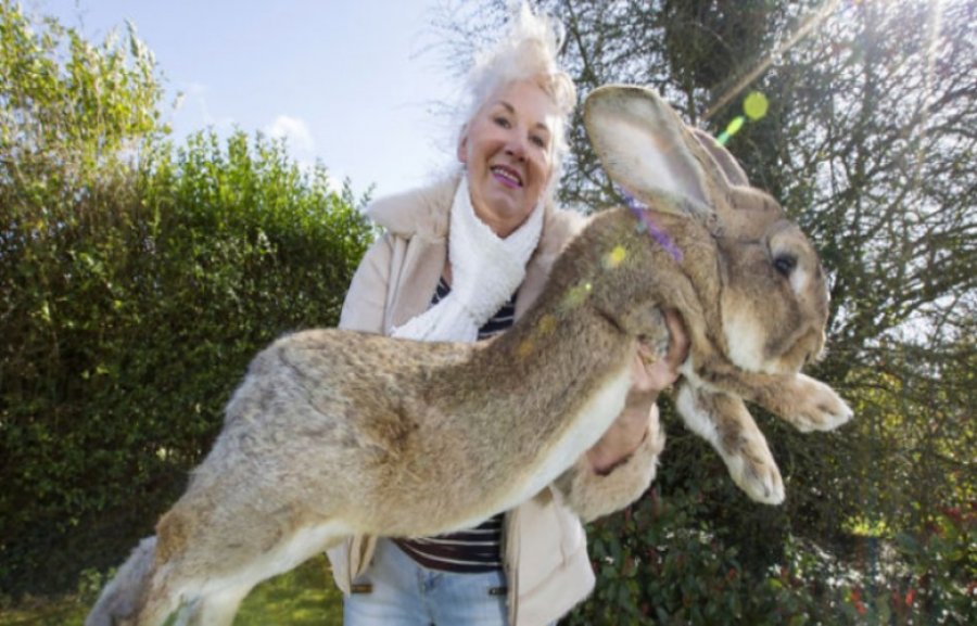 Lepuri më i madh në botë: Konsumon mijëra karota brenda vitit - Lajmet ...