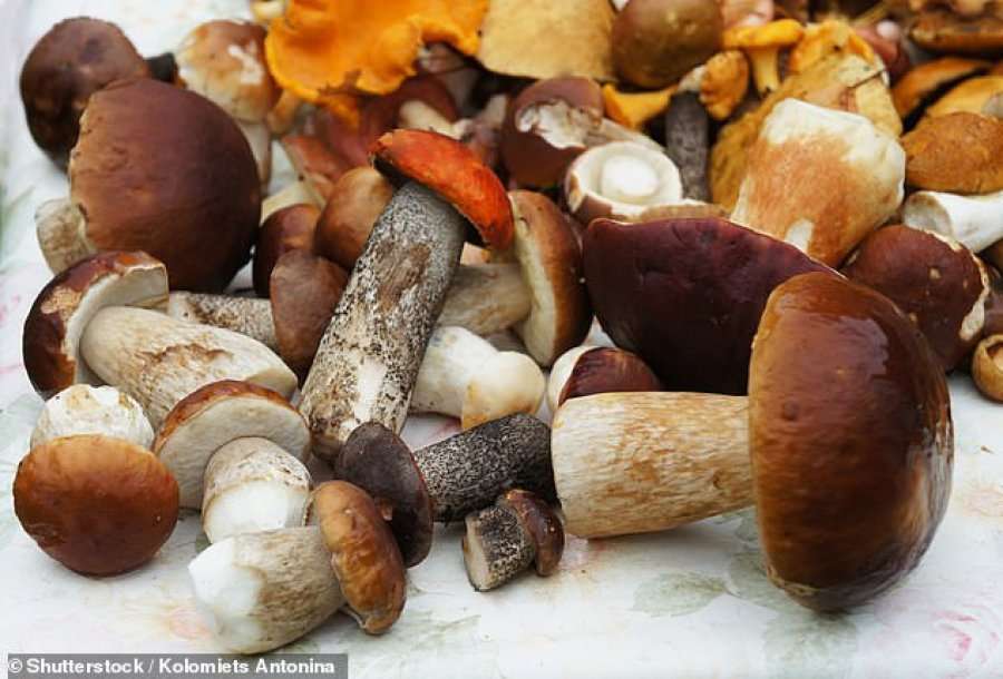 Kërpudhat mund të forcojnë sistemin tuaj imunitar - Lajmet e fundit - Zëri