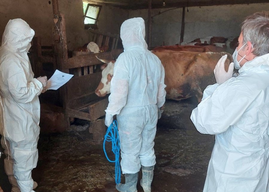 Shfaqet një sëmundje e rëndë, asgjësohen mbi 30 lopë në Gjilan dhe ...