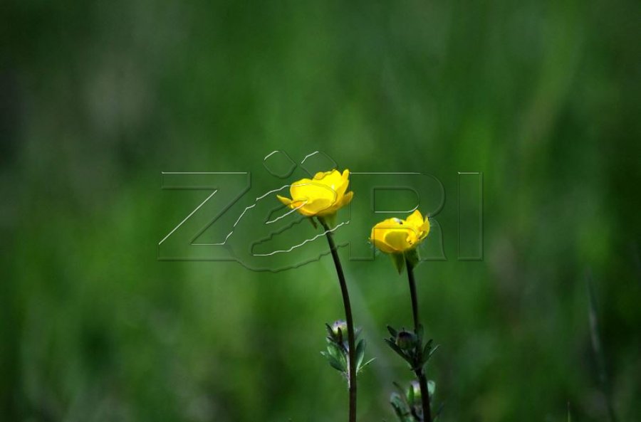 Mot me diell, temperaturat deri në 12 gradë - Lajmet e fundit - Zëri