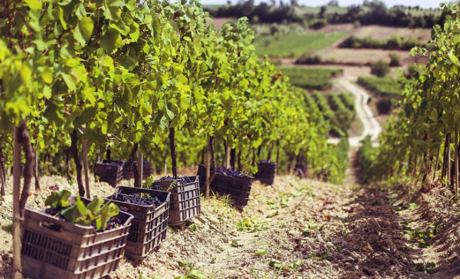 Vreshtaria dhe verëtaria e Kosovës, sa pati prodhim e eksport gjatë ...