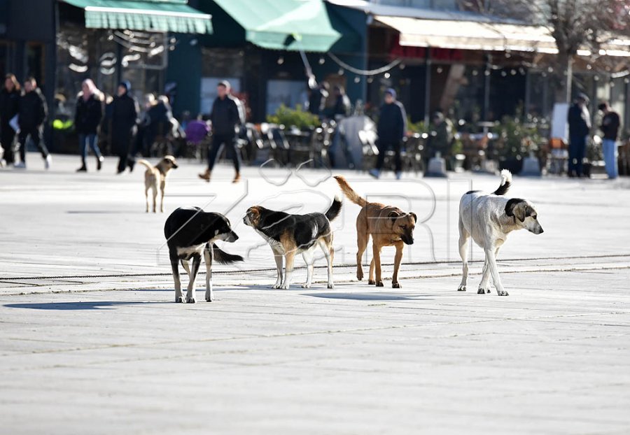 I strehoi 275 qen endacakë, Komuna e Prishtinës e paguan qytetarin 165 ...